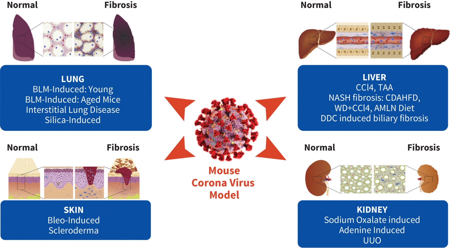 In Vivo Disease Models for Fibrosis - Aragen Life Sciences