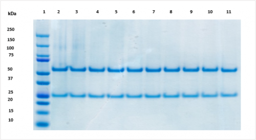 Cell Line Engineering & Development Solutions by Aragen