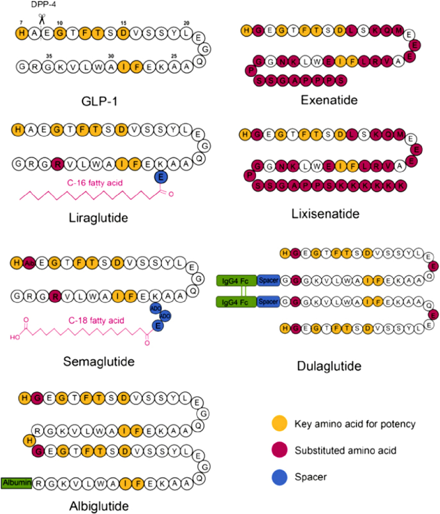Pharmacokinetic & ADA Assessment of GLP-1 RAs | Aragen