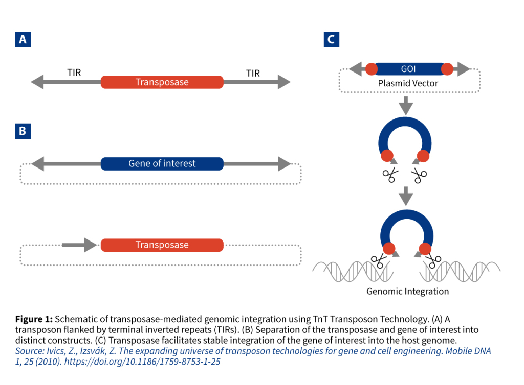 Transposase Technologies: Optimizing Cell Line Development for ...